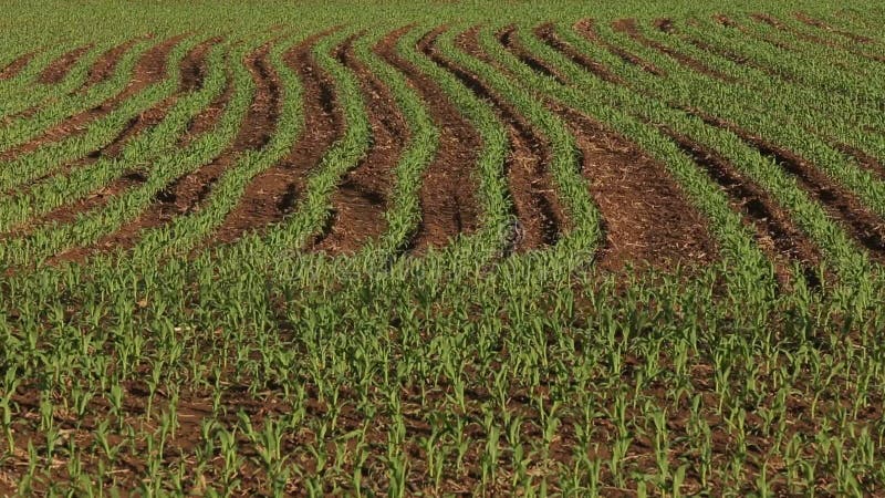 Corn Rows Spring Planting Vertical Pan Stock Video - Video of corn ...