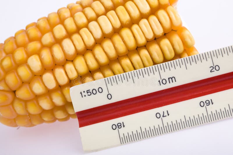 Corn and ruler stock image. Image of harvest, maize, ruler - 7567511