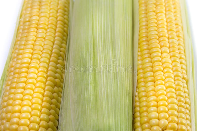 Corn. stock image. Image of ingredient, organic, agriculture - 59551759