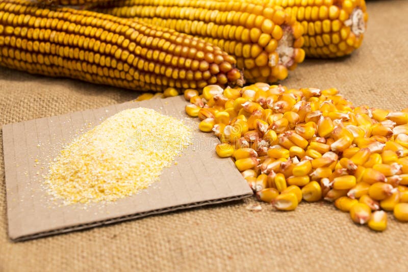 Corn stock image. Image of lifestyle, macro, farm, grains - 50599689