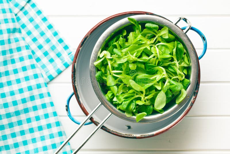 Corn Salad, Lamb S Lettuce in Colander Stock Image - Image of colander ...