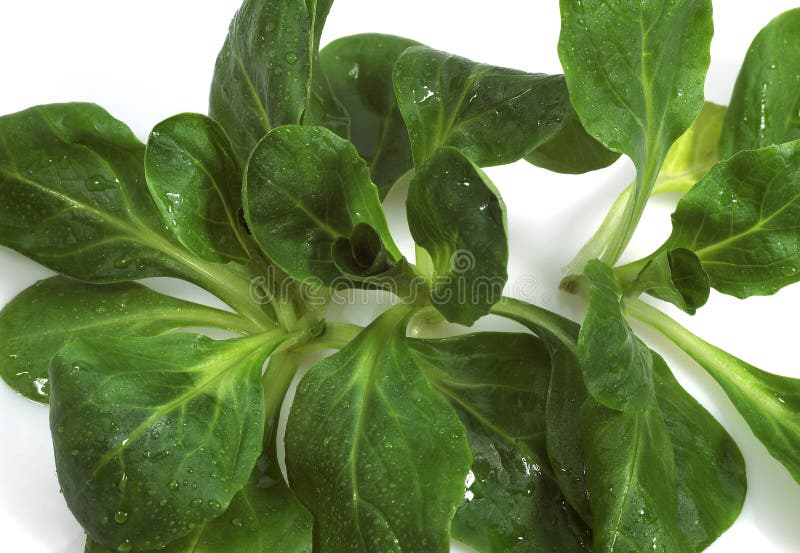 MACHE stock image. Image of studio, shot, indoor, leaf - 173365663