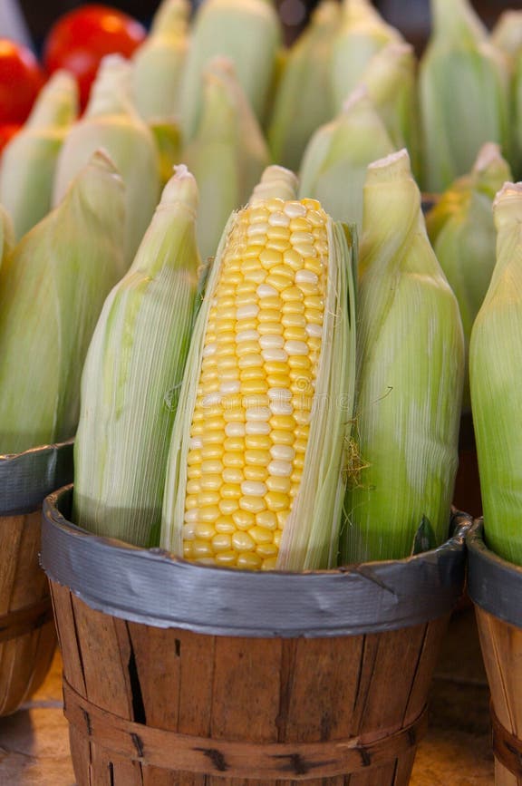 Corn for sale in a basket stock photo. Image of nature - 4360414