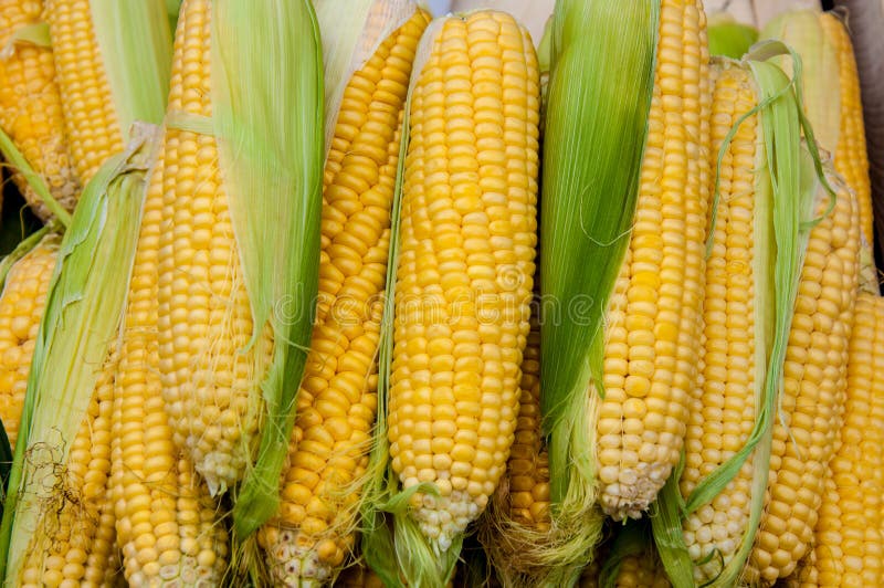 Corn is on Sale at the Bazaar Stock Image - Image of growth, market ...