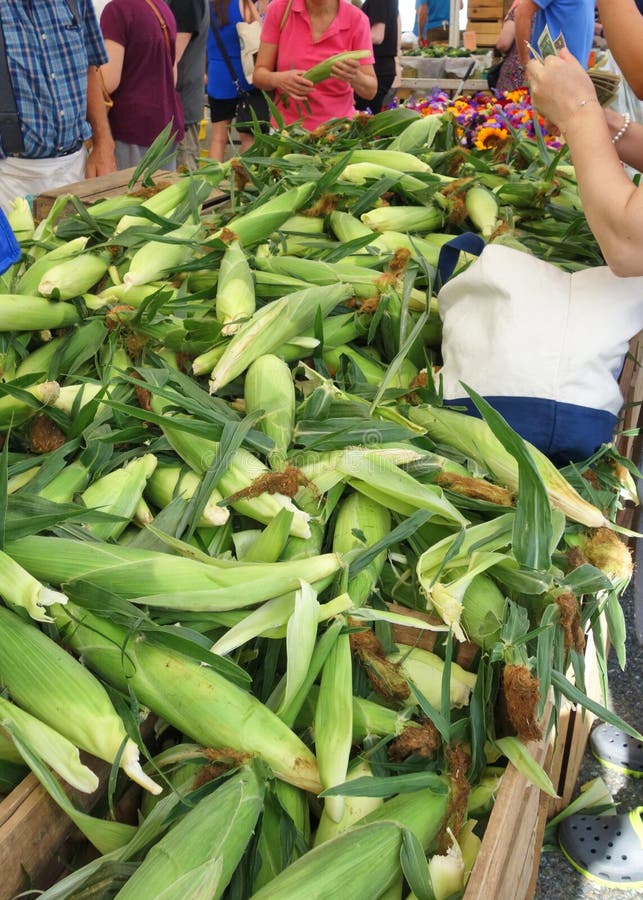 Corn for Sale at the Farmers Market Stock Photo - Image of green ...