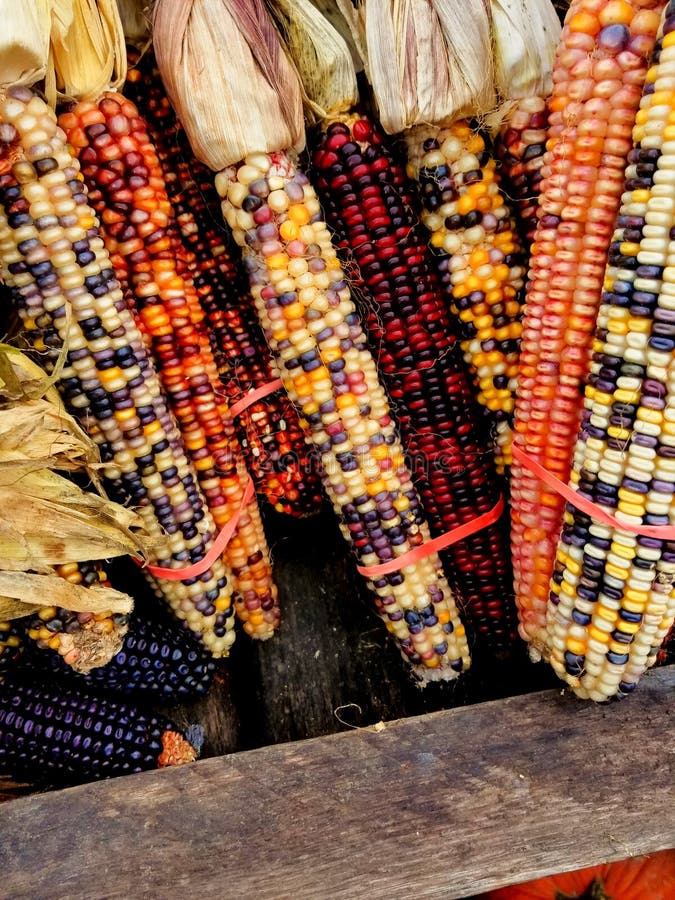 Corn Sale Stock Photos - Download 3,483 Royalty Free Photos