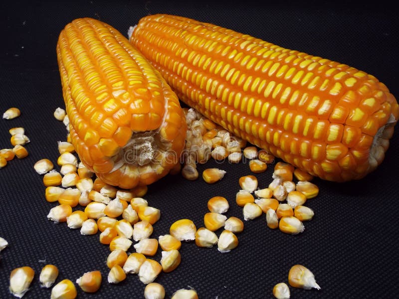 Two Pieces of Corn and Their Scattered Grains Stock Photo - Image of ...