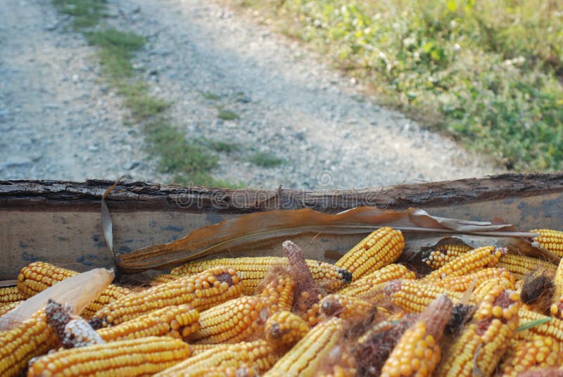 Corn season stock photo. Image of autumn, color, season - 133870416