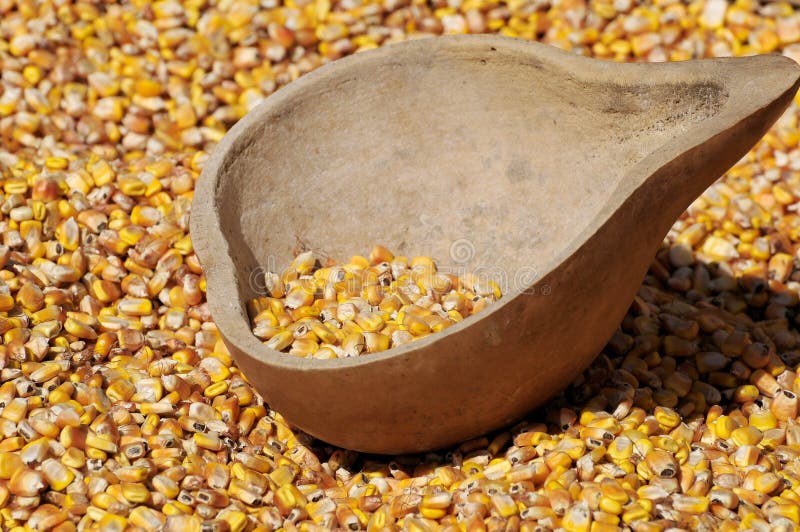 Corn seed stock image. Image of natural, agriculture - 13956079