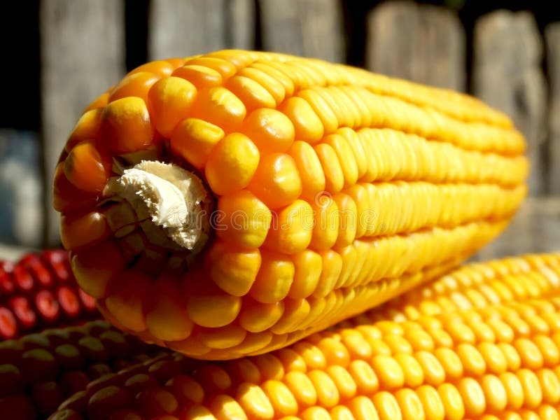 Corn seed stock image. Image of gold, seed, food, grain - 21334463