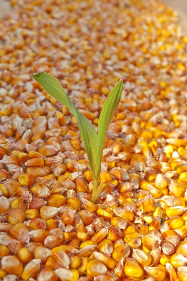 Corn seed stock image. Image of biotechnology, biologist - 27966603