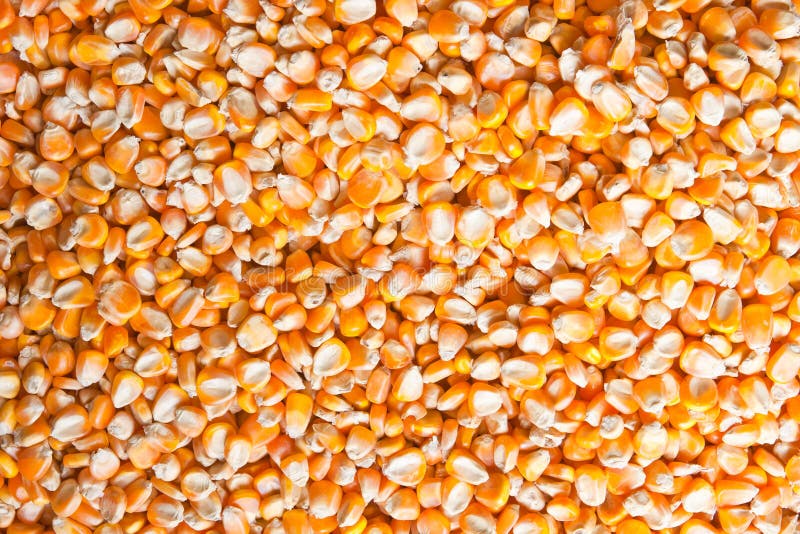 Corn seed stock image. Image of yellow, seed, natural - 27723561