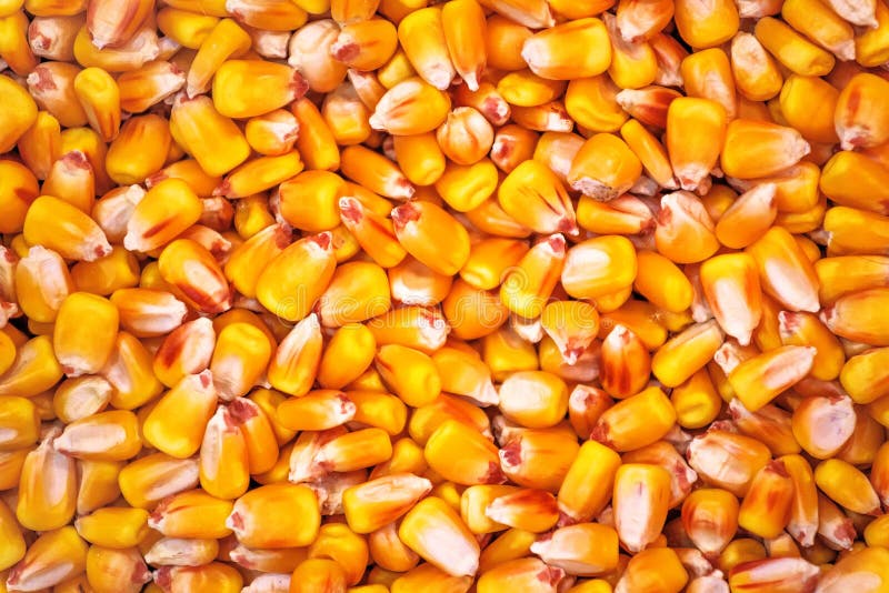 Corn Seed stock image. Image of organic, grain, corn - 54876307