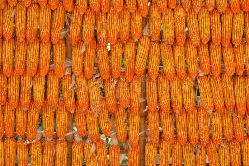 Corn seed background. stock photo. Image of rural, grain - 44312092