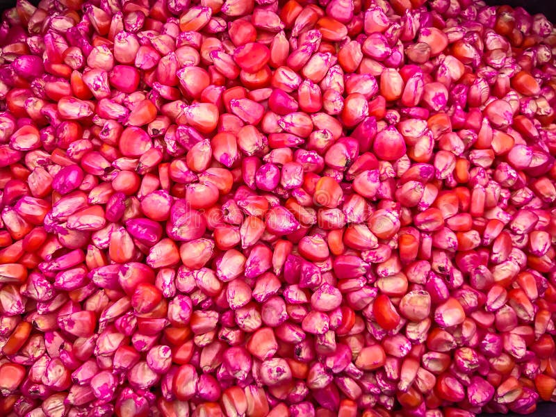 Red Chemically Treated Corn Seed. Treated Colorful Corn Seeds Ready for ...