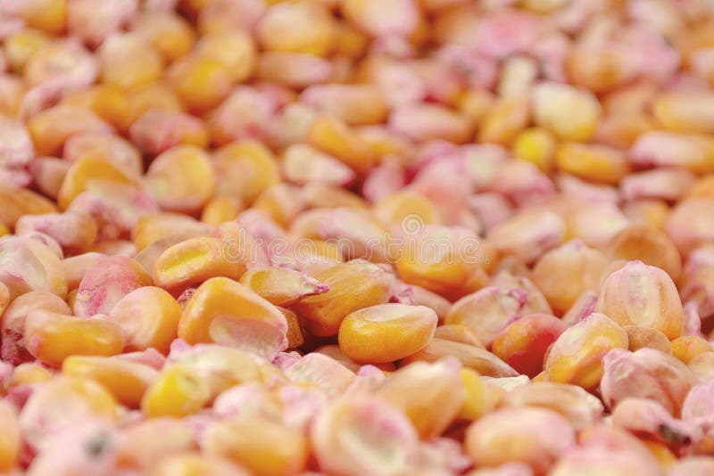 Corn Seed Chemically Treated for Seeding. Chemically Treated Corn Seed ...