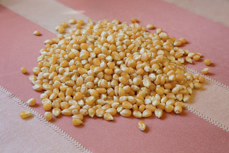 Corn Seed on Cloth Background Stock Image - Image of seed, nutrition ...