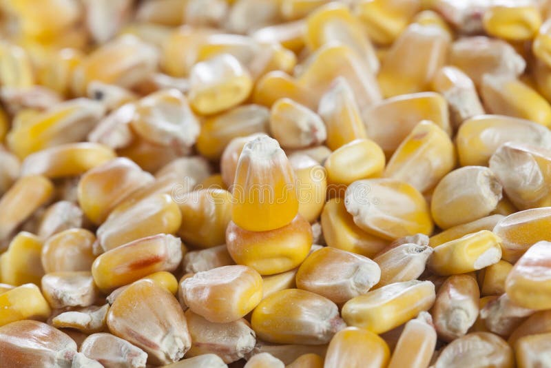 Detail of a Corn Seed on Group of Corn Seeds Stock Photo - Image of ...