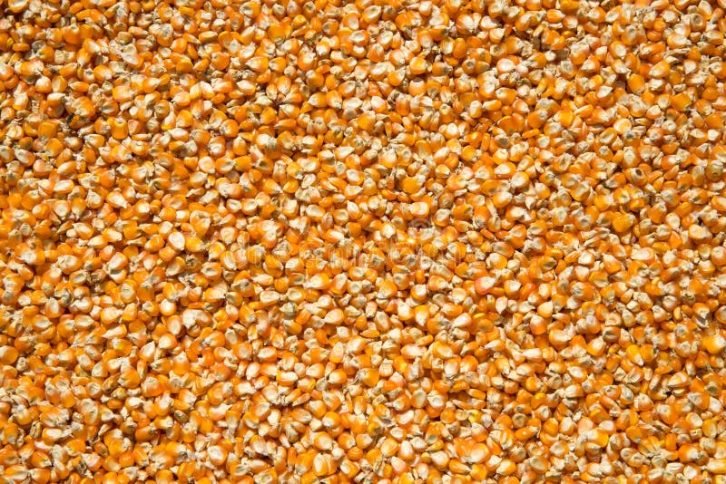 Corn seed stock image. Image of color, pattern, sweet - 61440515