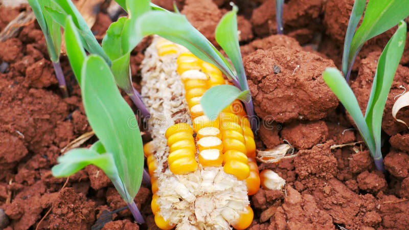 Corn seed stock image. Image of fits, long, falls, aroma - 138362577