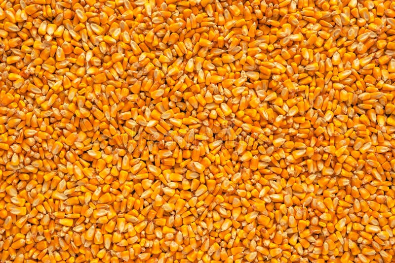 Corn kernels stock photo. Image of closeup, color, maze - 22509316