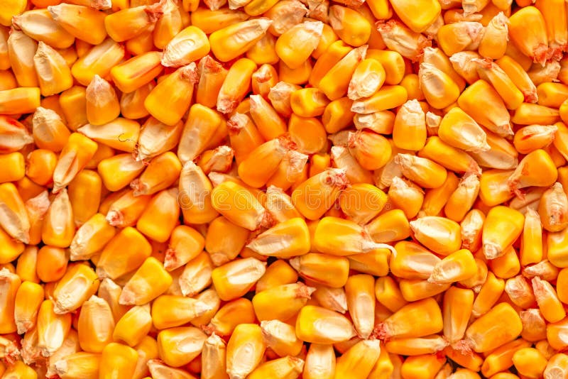 Corn seed kernels heap stock photo. Image of farming - 141092208