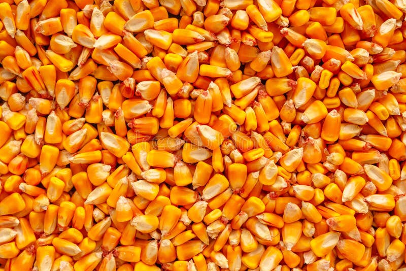 Corn seed kernels heap stock photo. Image of pile, grain - 141092574