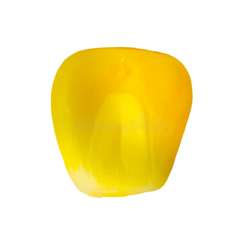 Corn seed stock image. Image of color, white, macro, tasty - 94178427