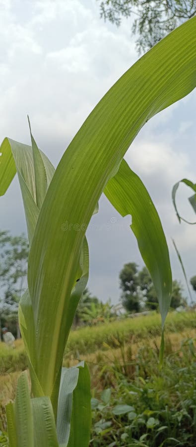 Corn seed plants grow well stock image. Image of plants - 316504123