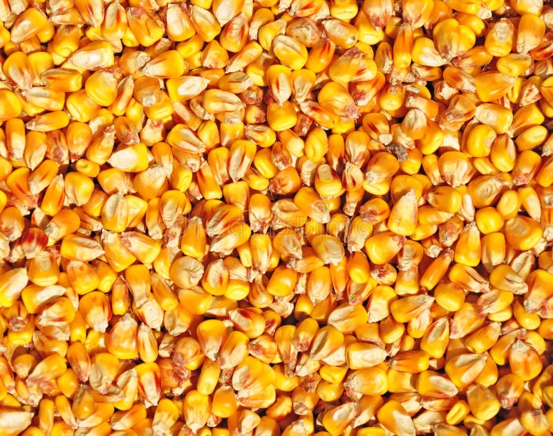 Corn grains stock photo. Image of agriculture, summer - 4064220