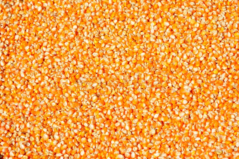 Corn seed texture stock photo. Image of textured, organic - 90474582