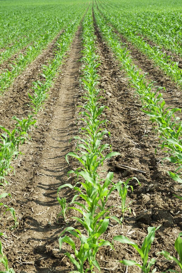 Corn seedling stock image. Image of crop, country, dirt - 14551863