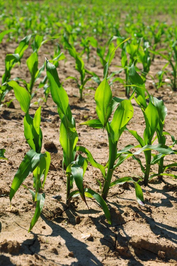 Corn seedling stock image. Image of field, seedlings - 14817177