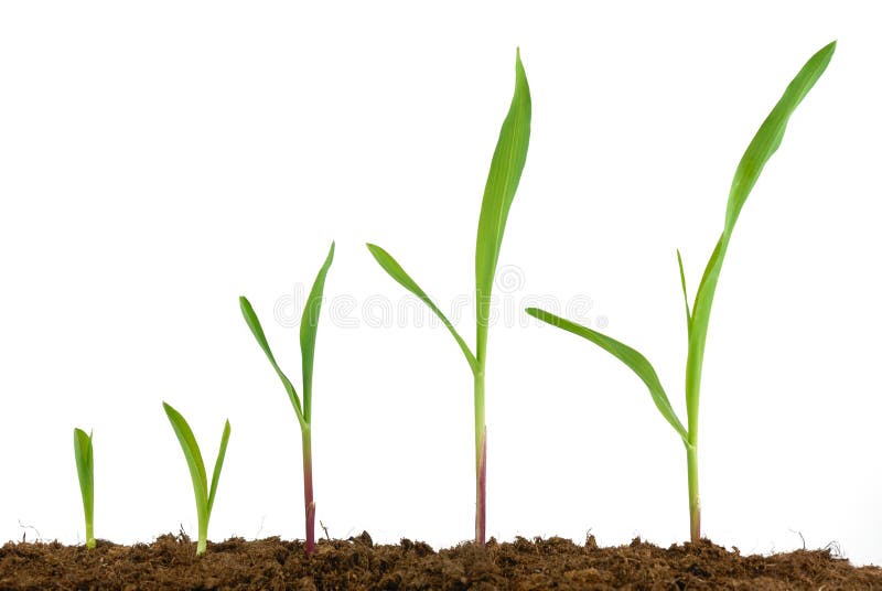 Corn seedling growing stock photo. Image of macro, ground - 13756626