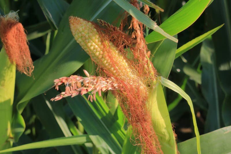 Corn Seedling Nears Harvest Time Stock Photo - Image of stalk, nears ...