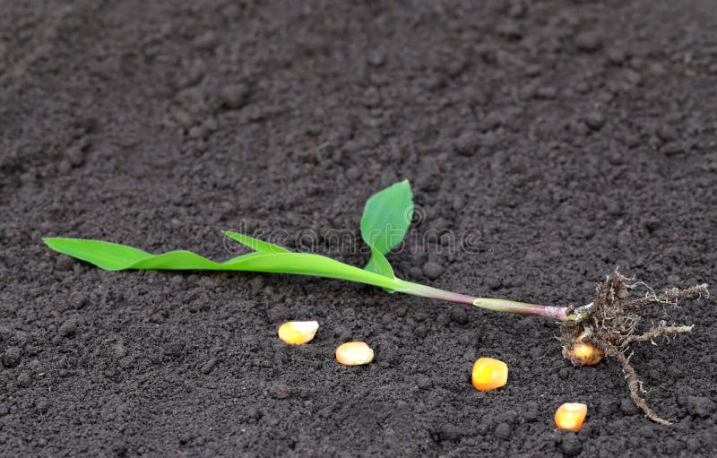 Corn seedling stock photo. Image of agriculture, environment - 50053992