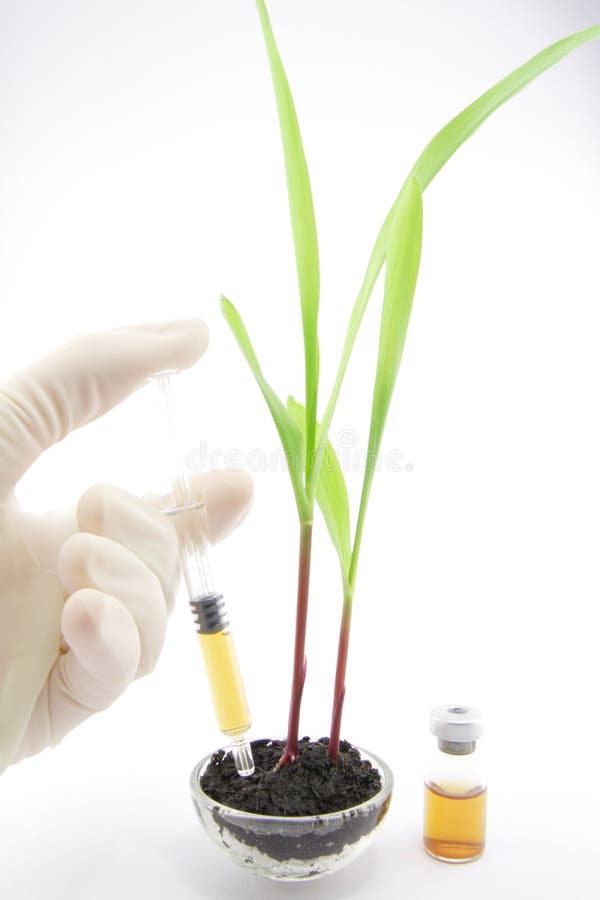 Corn seedlings stock image. Image of palm, plant, experiment - 19068015