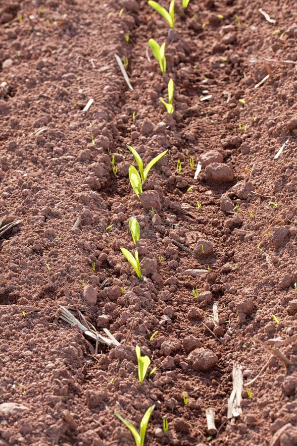 Corn Seedlings stock photo. Image of organic, cultivated - 28796584