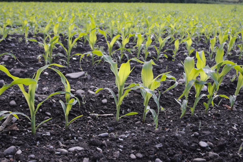 Corn Seedlings stock photo. Image of immature, seedling - 13756048