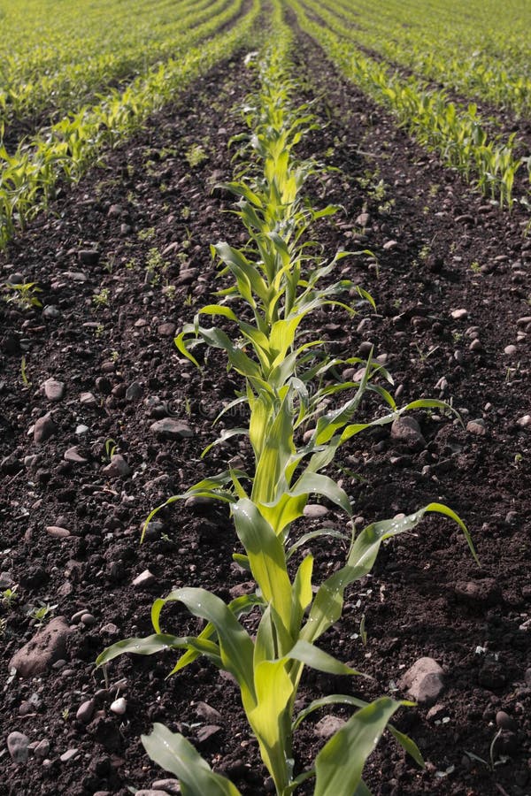 Corn Seedlings Crop Field in Spring Stock Image - Image of nutrition ...