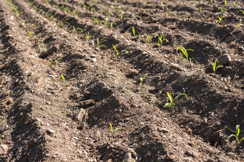 Corn seedlings farm stock image. Image of agriculture - 71833461