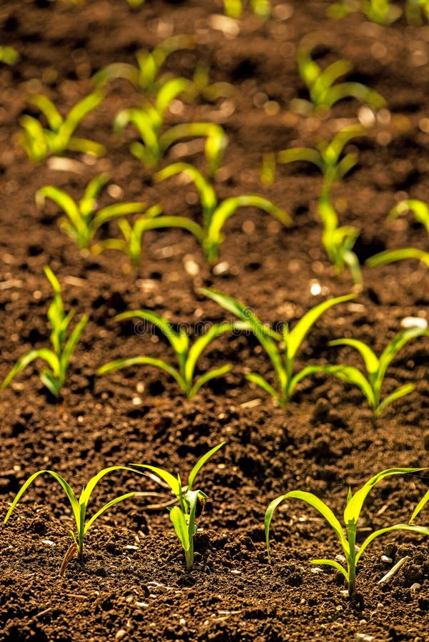 Corn seedlings on a field stock photo. Image of fresh - 72841718