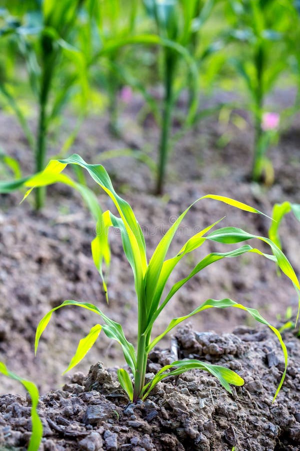 Corn Seedlings stock photo. Image of seedlings, field - 13756048