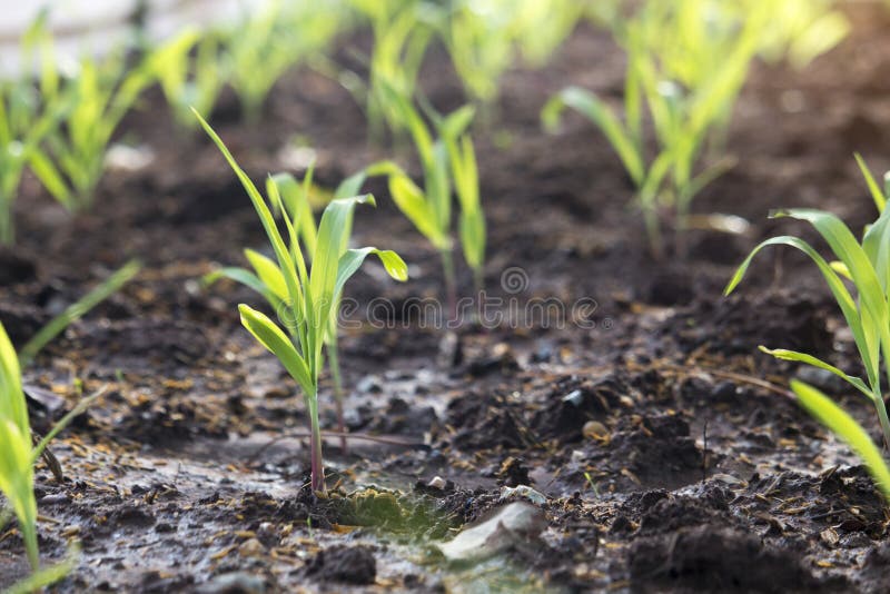 Corn seedlings are growing stock photo. Image of flora - 156531624