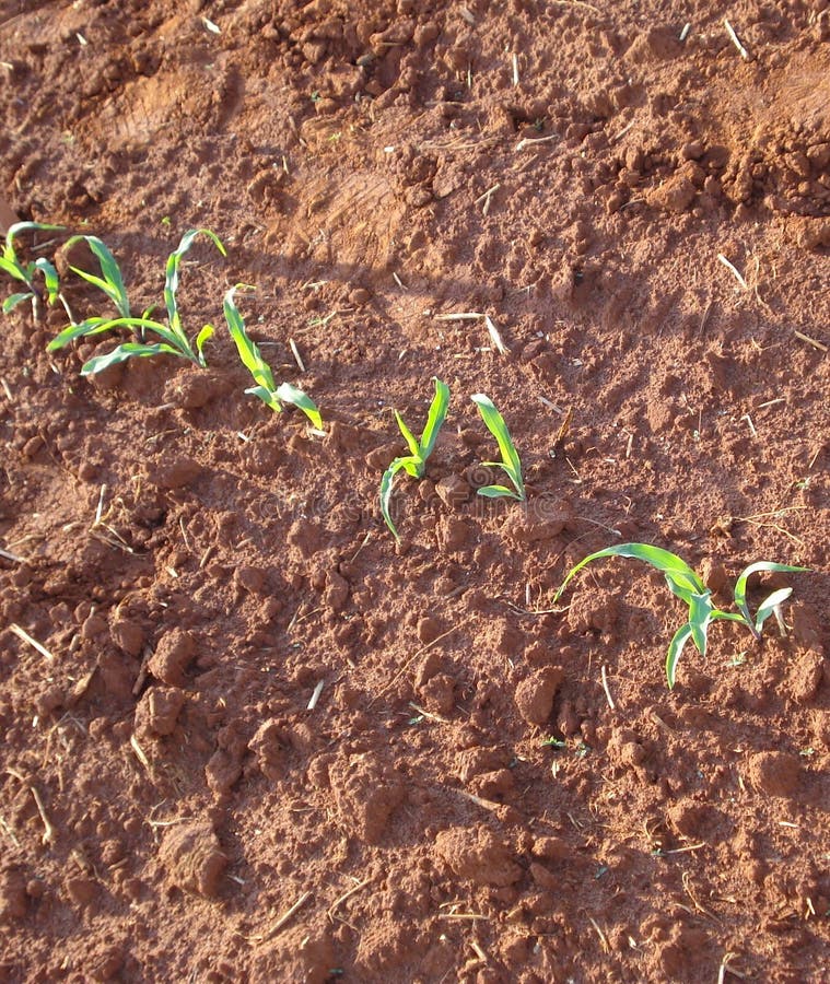 Corn seedlingsg stock image. Image of seedlingsg, seedlings - 93619373