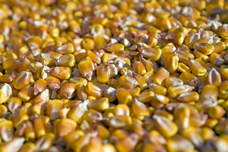 Corn seeds stock photo. Image of food, maize, field, golden - 21773316
