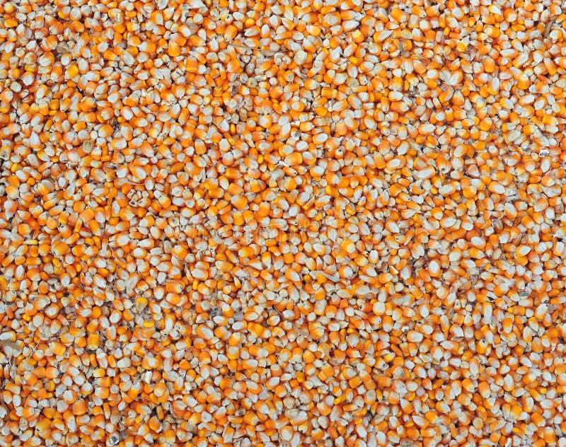 Corn seeds stock image. Image of plant, crop, snack, cutout - 22254429