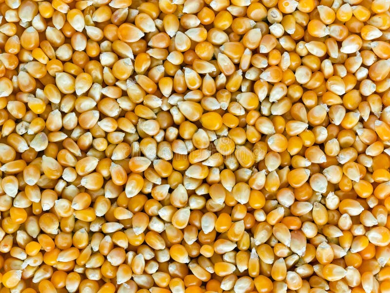 Corn grains stock photo. Image of agriculture, summer - 4064220
