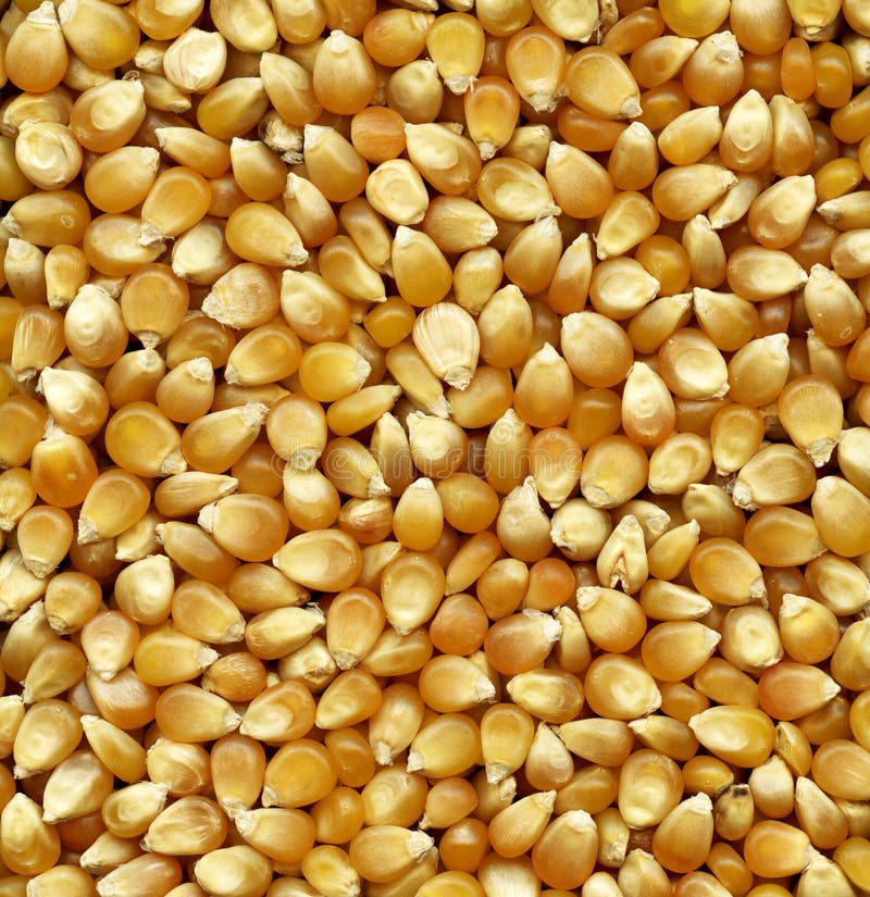 Corn grains stock photo. Image of agriculture, summer - 4064220