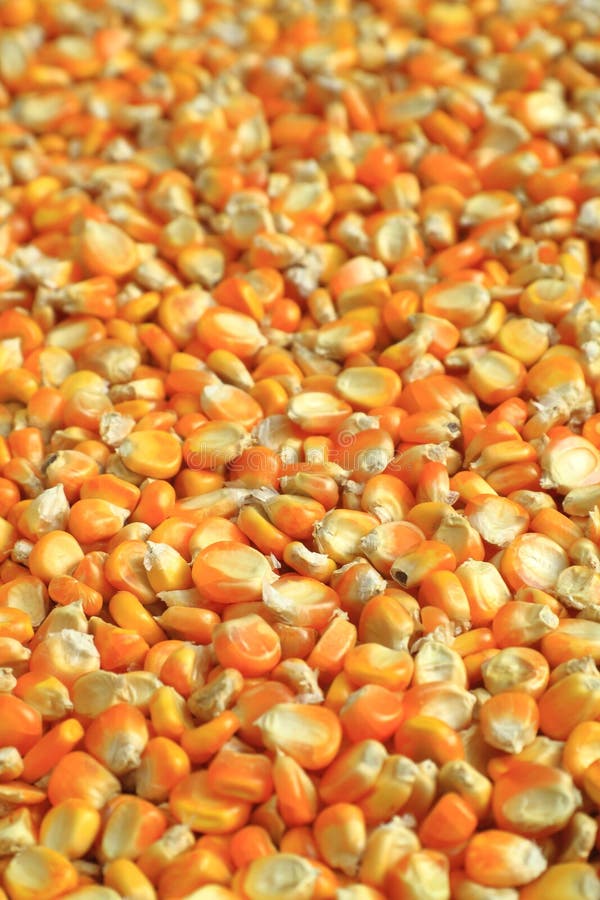 Corn seeds stock photo. Image of nature, fresh, agriculture - 23260826